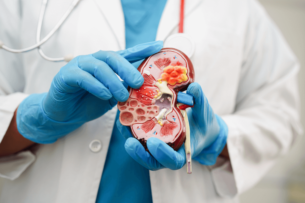 What Is a Urologist? Education, Salary & Career Guide - SUSOM